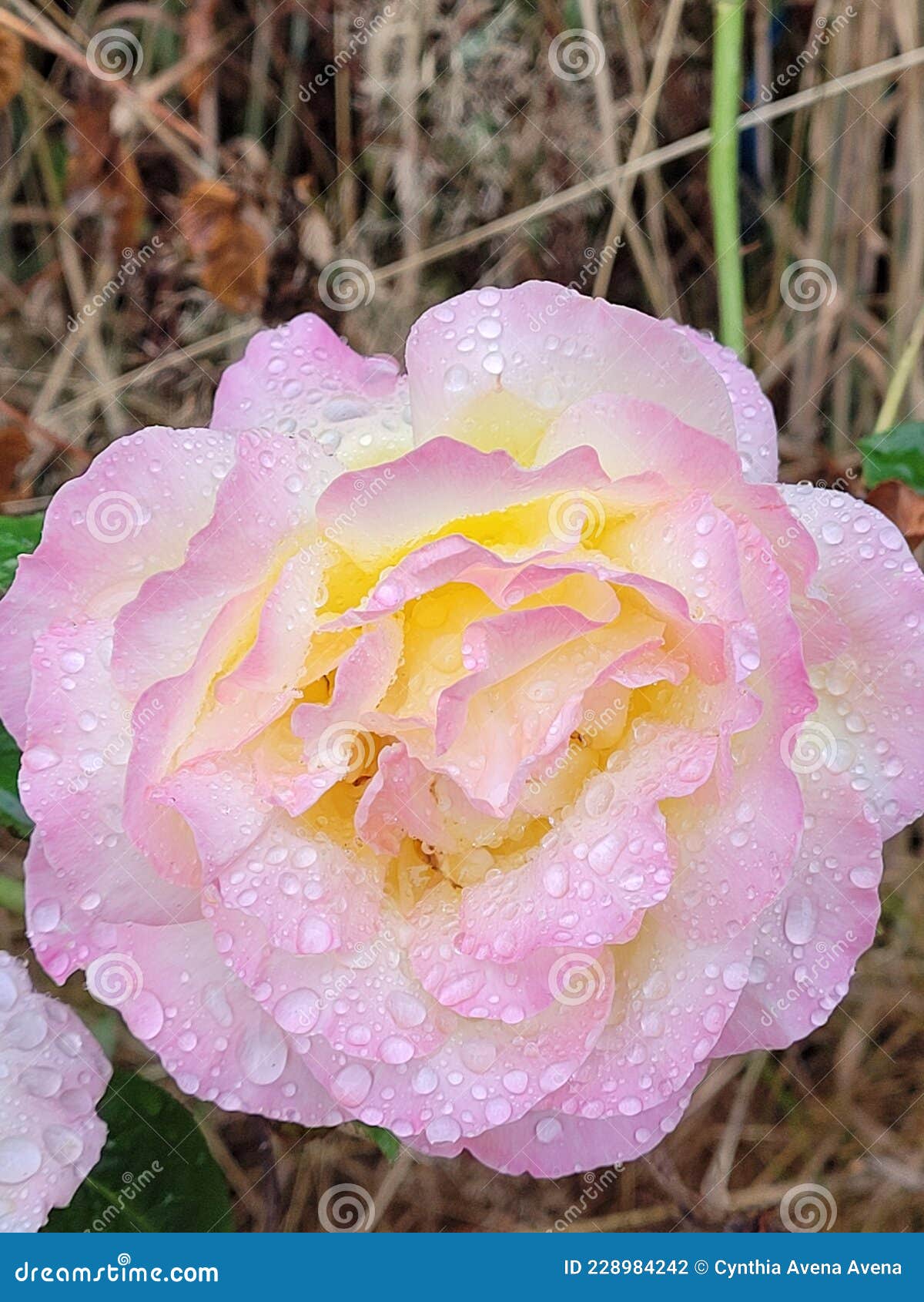 Rose in morning dew stock photo. Image of pink, plant - 228984242