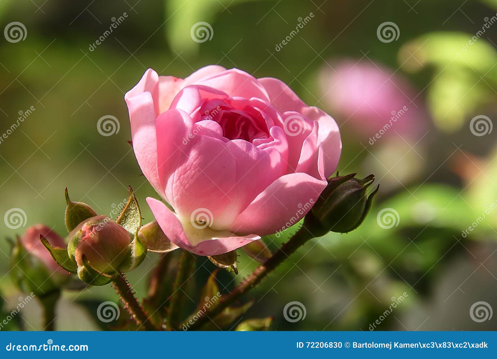 Rose in morning light stock photo. Image of element, bouquet - 72206830