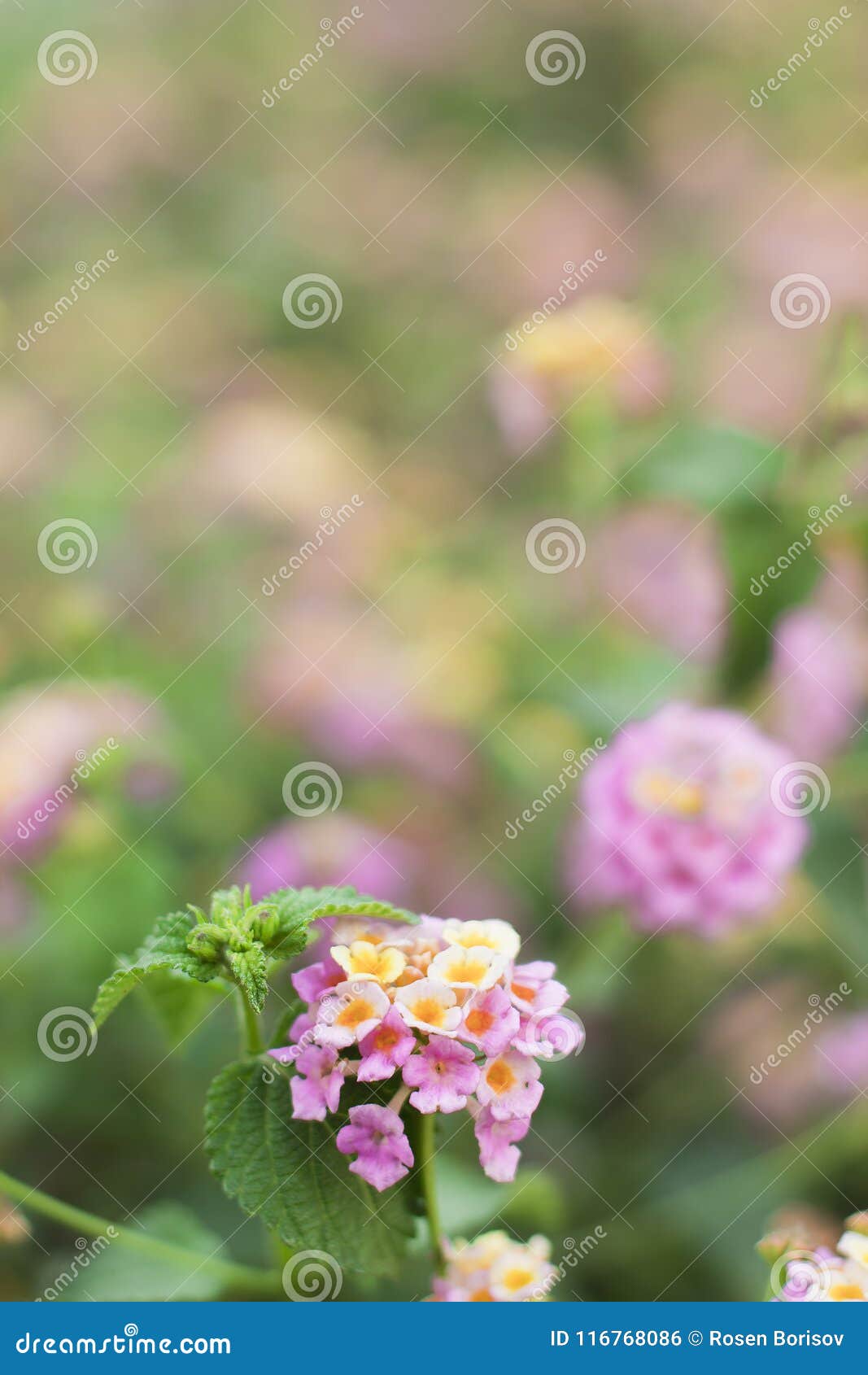 Rose Morning. Spring Scenes. Stock Photo - Image of park, color: 116768086