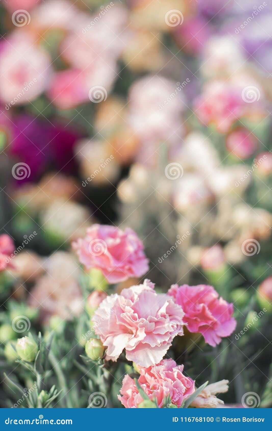 Rose Morning. Spring Scenes Stock Photo - Image of landscape, summer ...