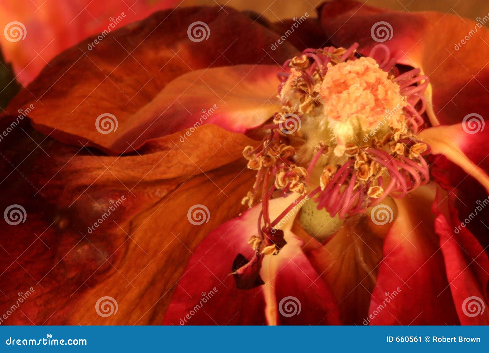Rose morte image stock. Image du trahison, riche, puanteur - 660561