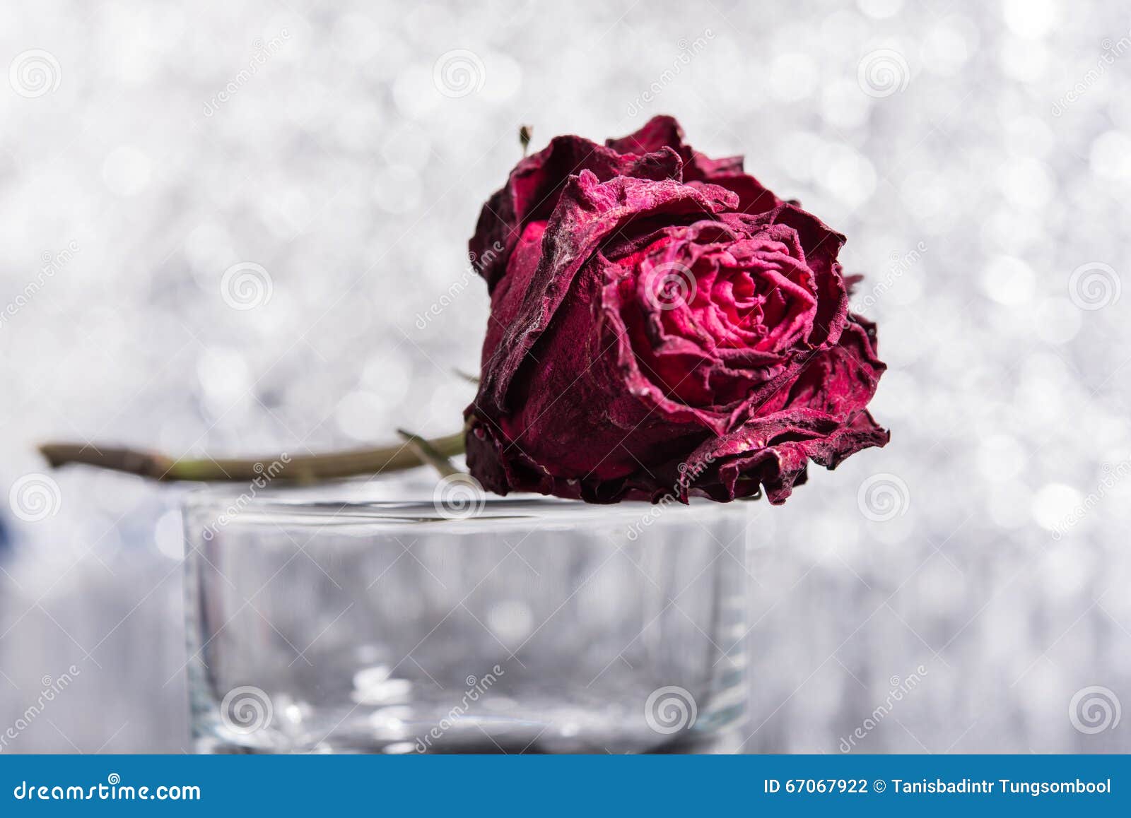 Rose morte photo stock. Image du matrice, flou, mort - 67067922