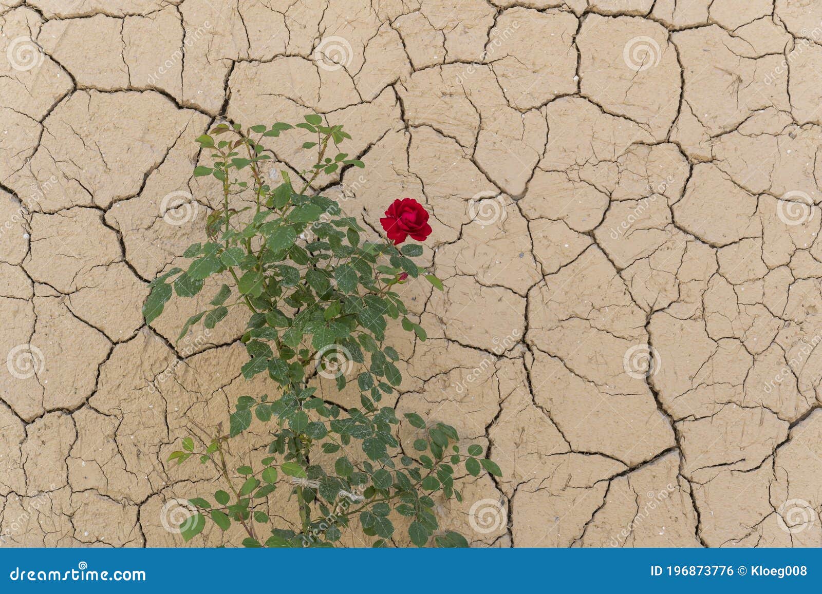 Rose Mud Wall stock photo. Image of beautiful, love - 196873776