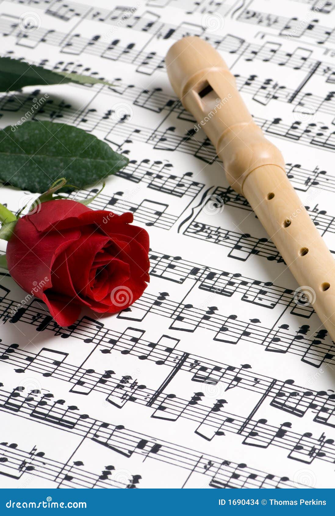 Rose Music 1 stock photo. Image of leaf, piano, staff - 1690434