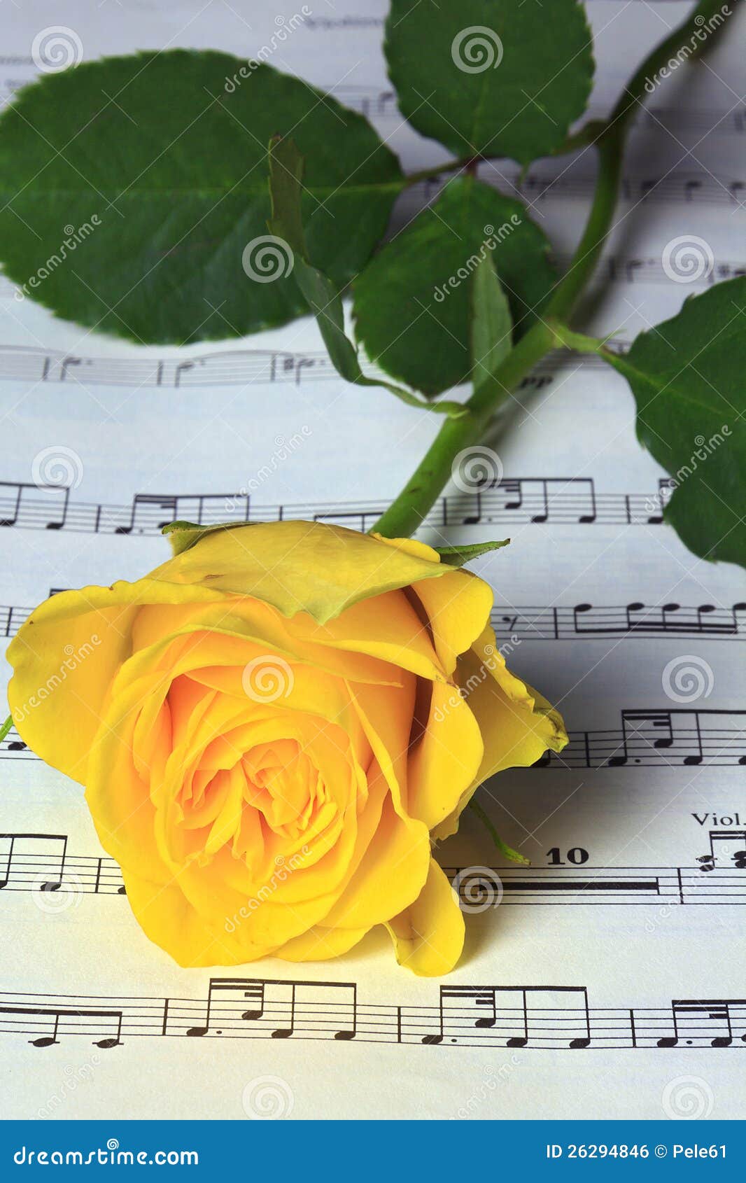 Rose and music stock photo. Image of greetings, romantics - 26294846