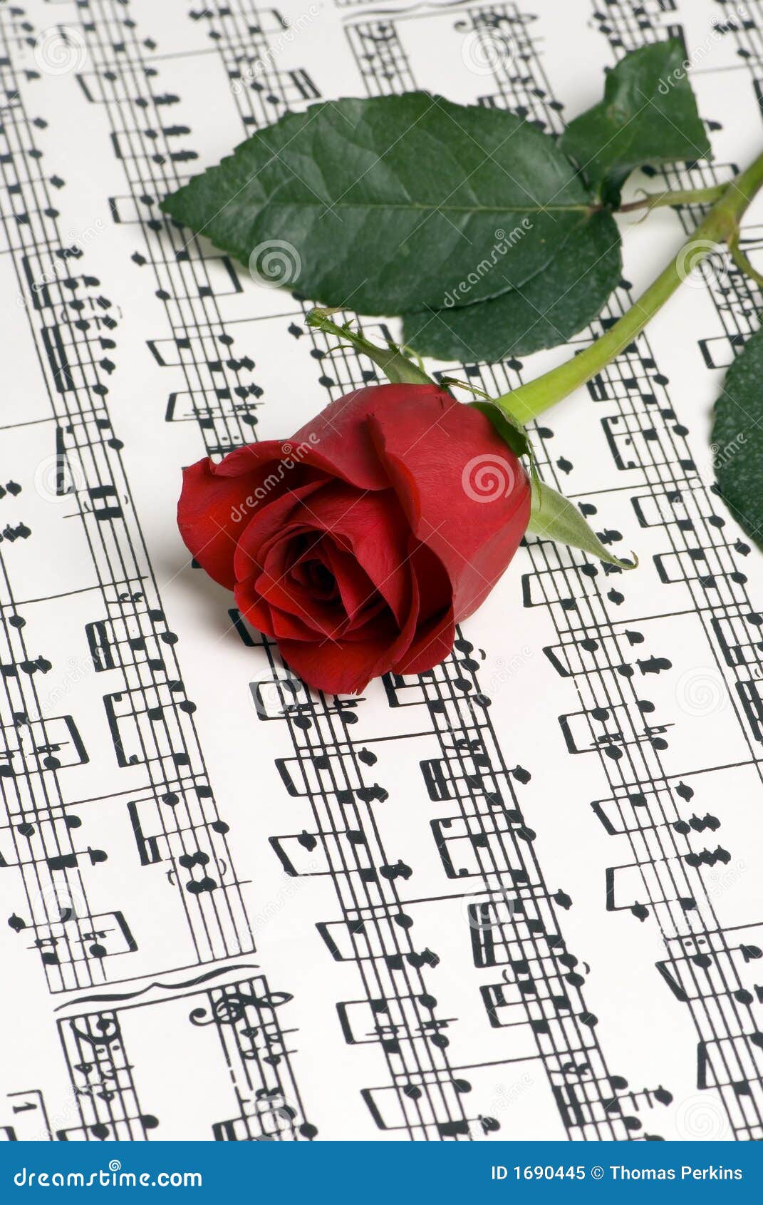Rose Music 3 stock image. Image of element, song, staff - 1690445