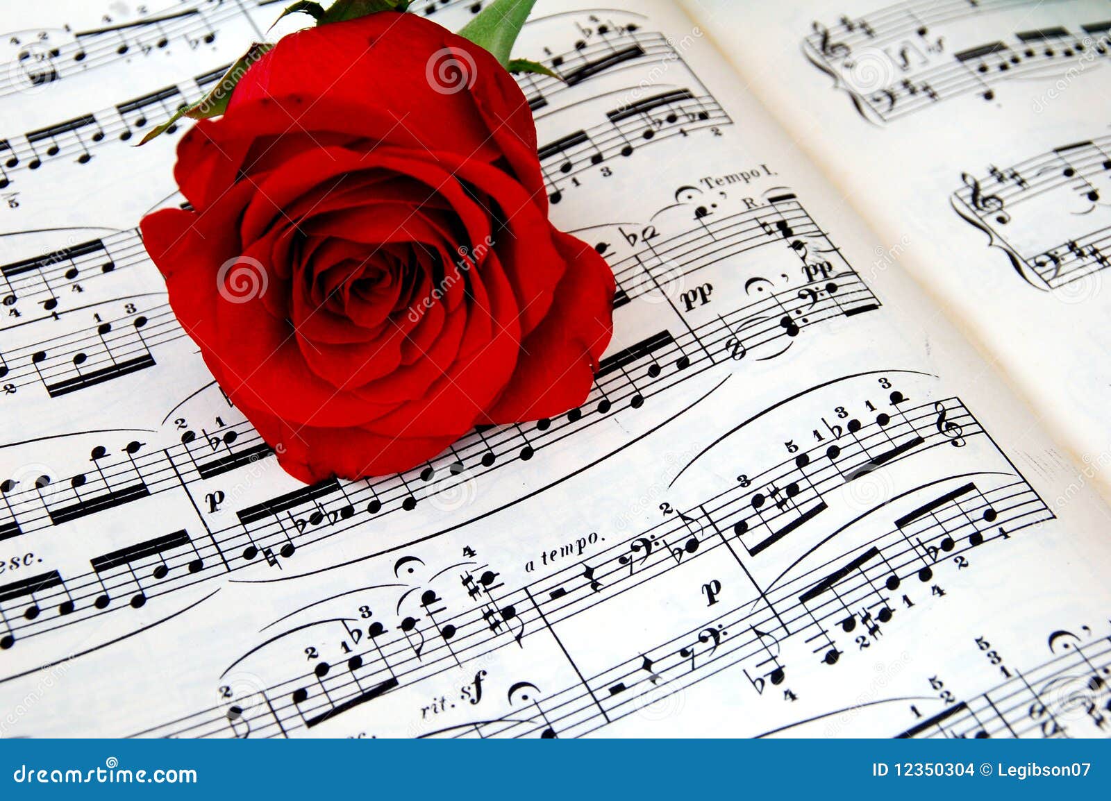 Rose and music book stock photo. Image of ivory, girl - 12350304