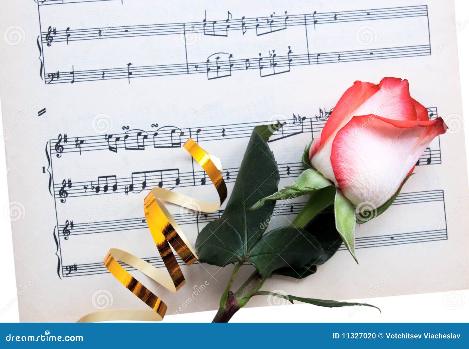 Rose on a musical paper stock photo. Image of gift, floral - 11327020