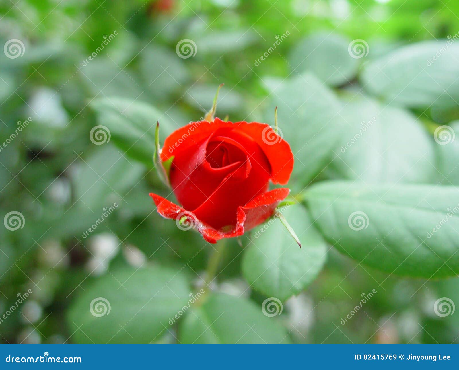 Rose stock image. Image of plant, closeup, flora, petal - 82415769