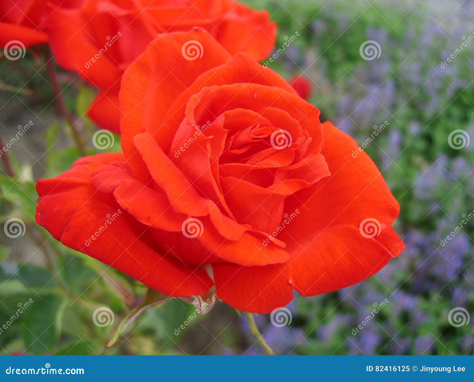 Rose stock image. Image of petal, outdoors, floribunda - 82416125