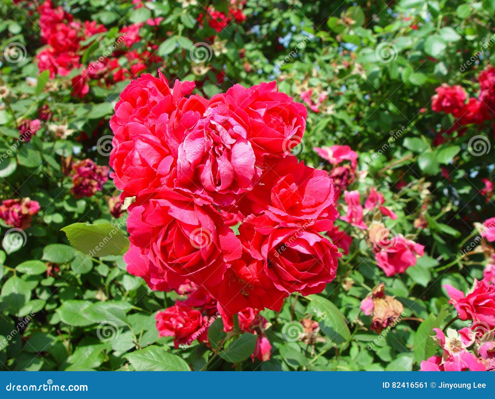 Rose stock image. Image of floribunda, needle, leaf, shrub - 82416561