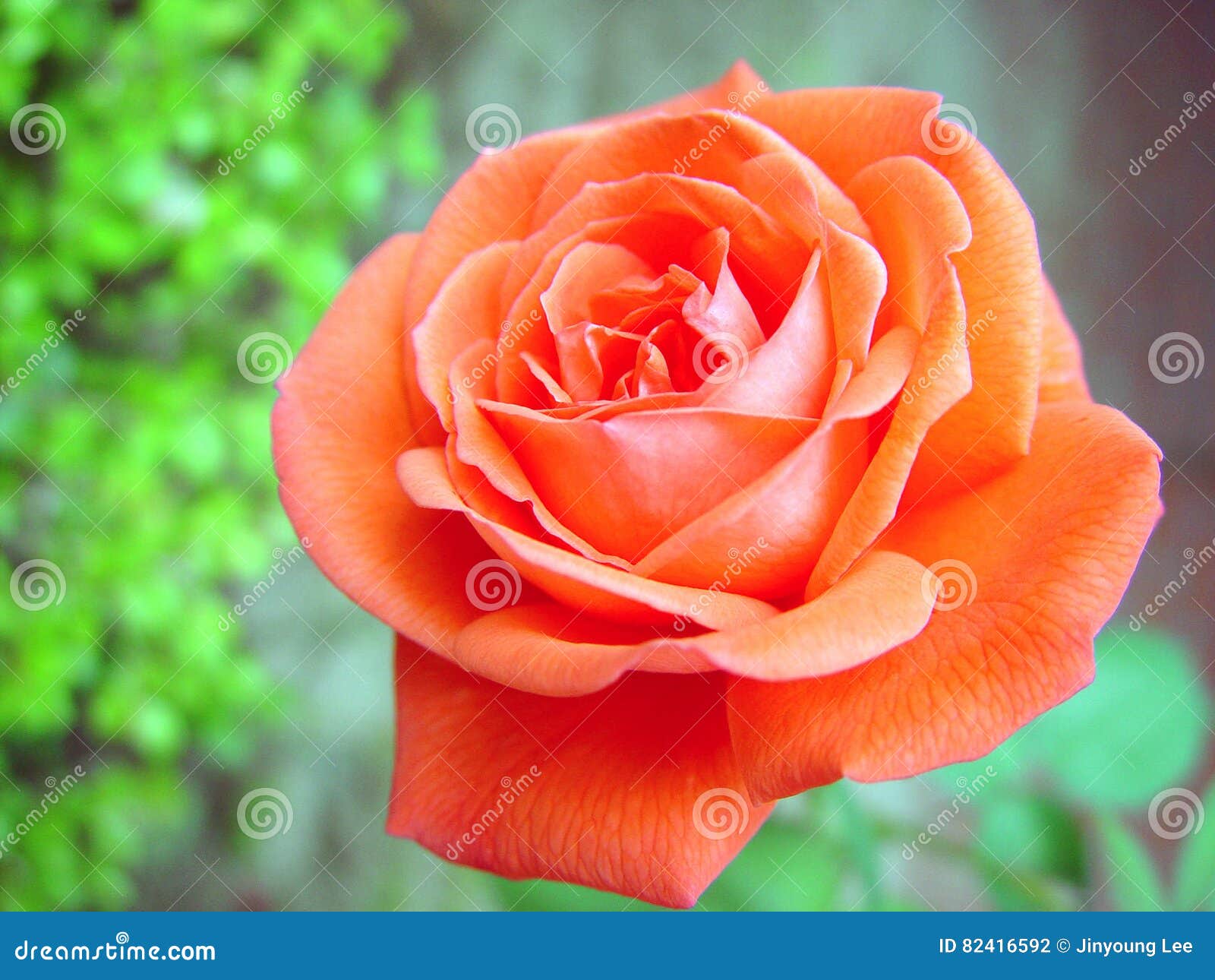 Rose stock photo. Image of outdoors, flora, wildflower - 82416592