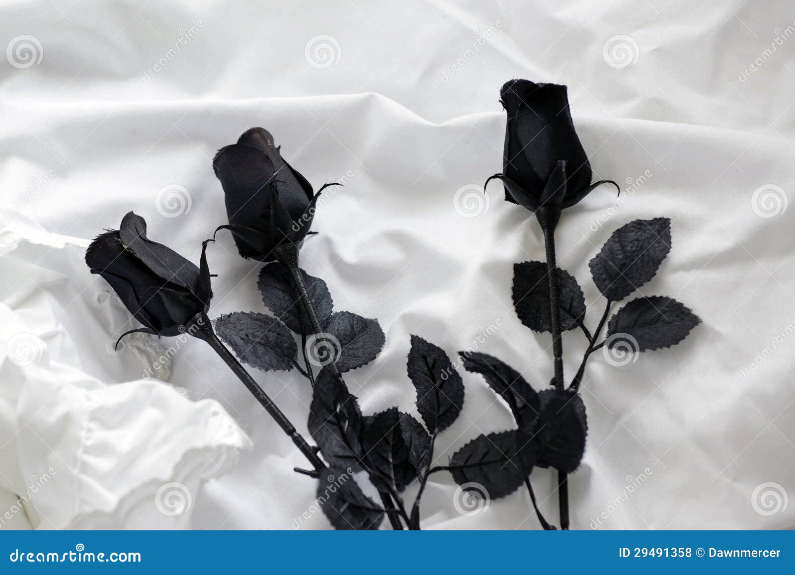 Rose Nere Sul Lenzuolo Bianco Fotografia Stock - Immagine di governi ...
