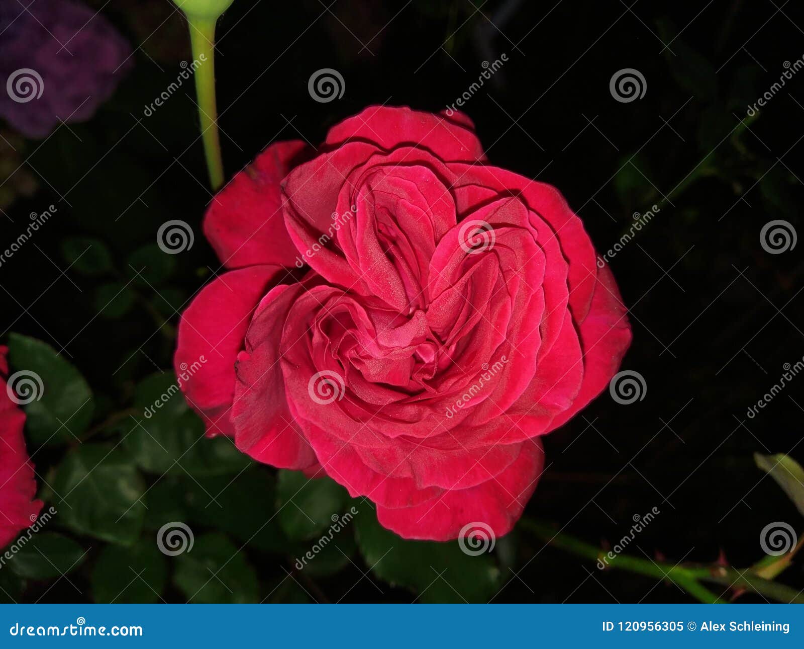 Rose stock image. Image of dark, night, rose, beautiful - 120956305