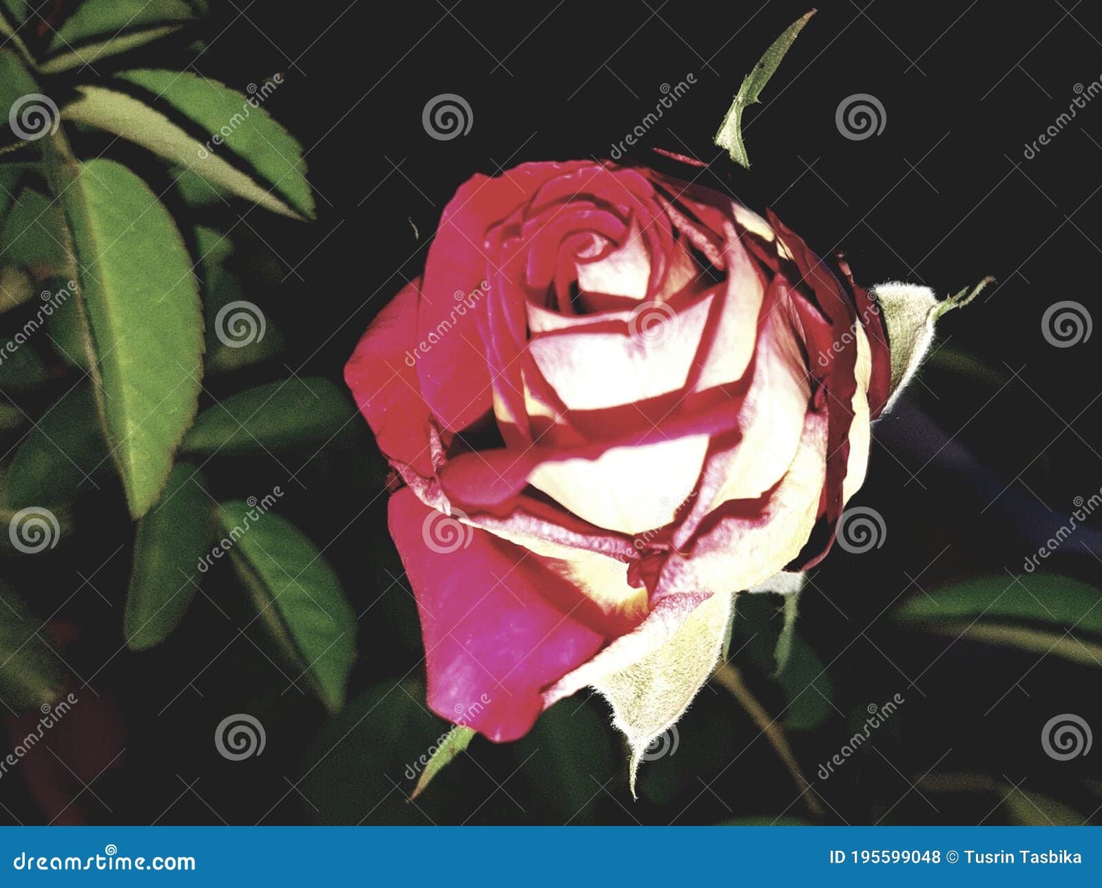 Rose in night time stock photo. Image of nighttime, rose - 195599048