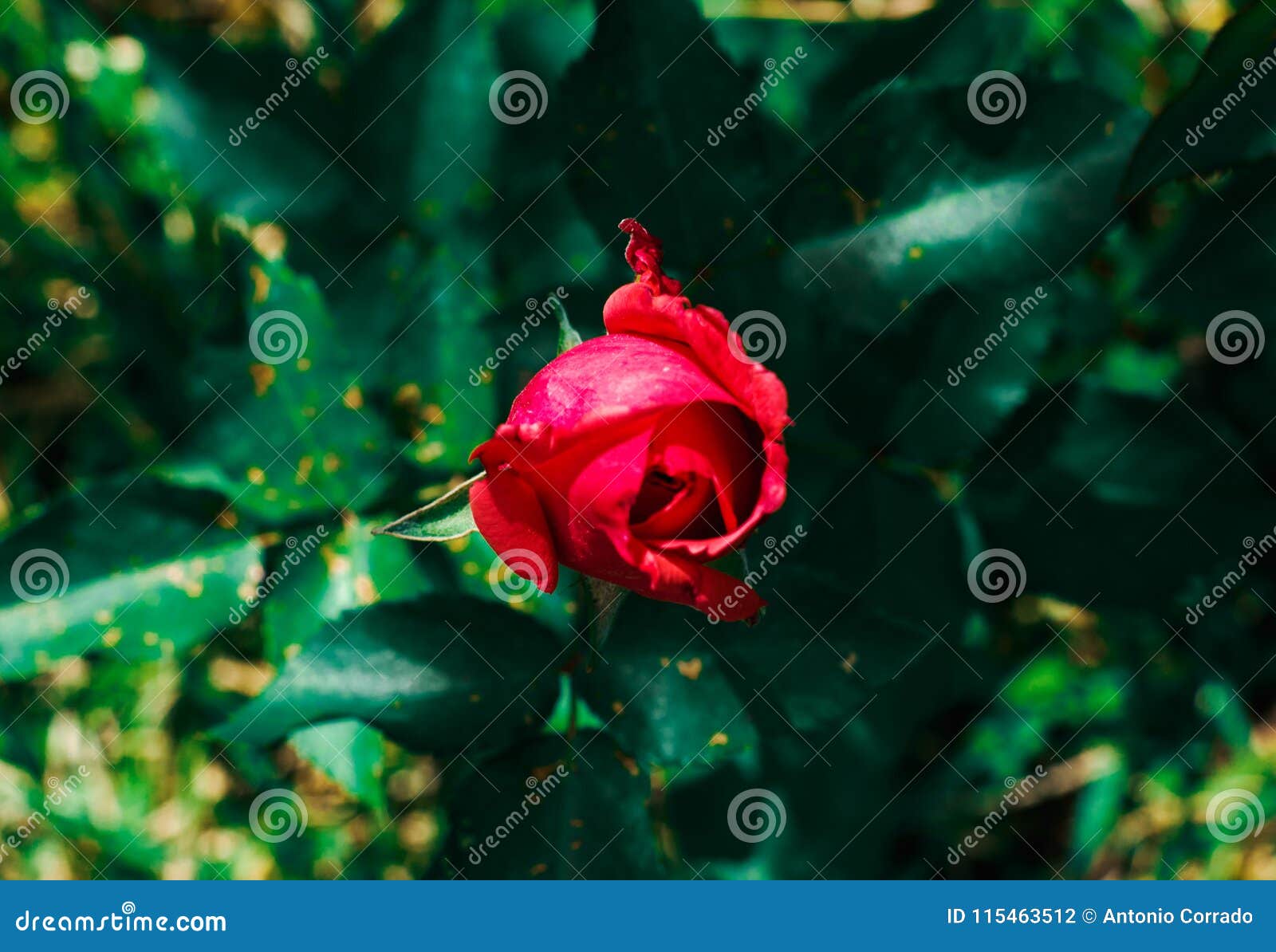 Rose not bloomed stock photo. Image of colors, flower - 115463512