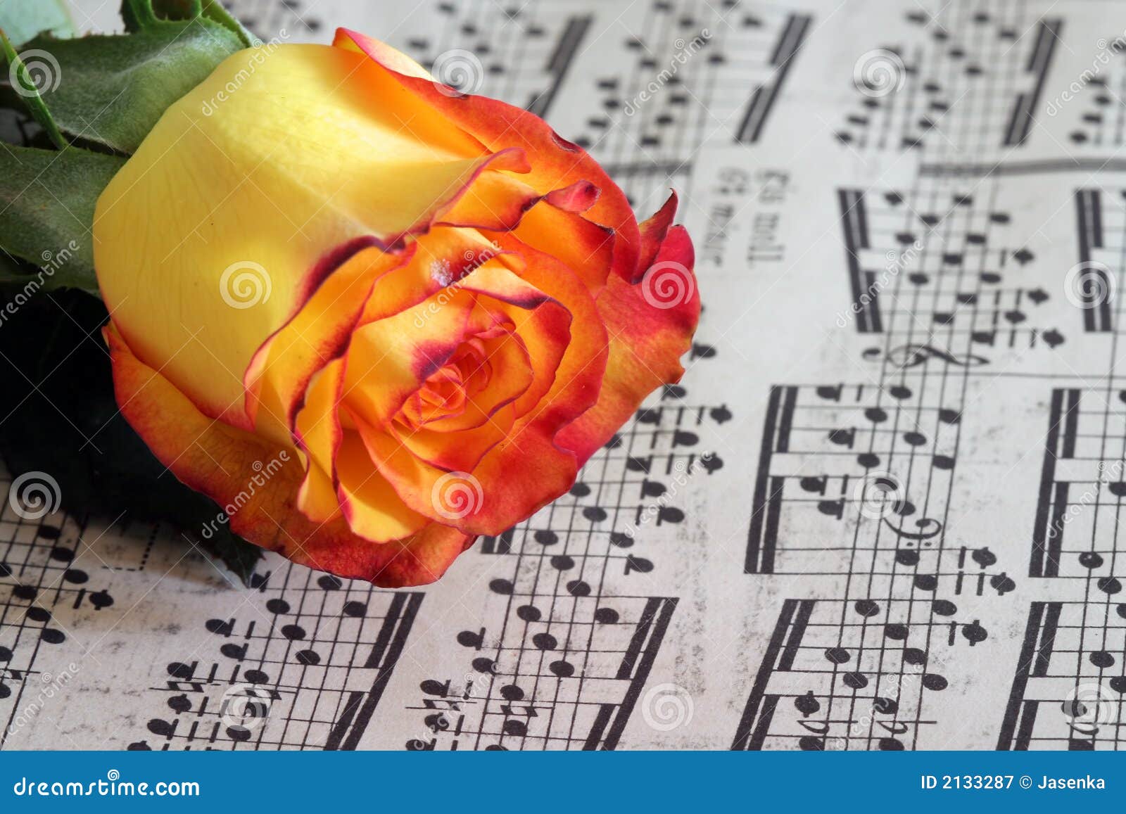 Rose on notes stock image. Image of abstract, closeup - 2133287