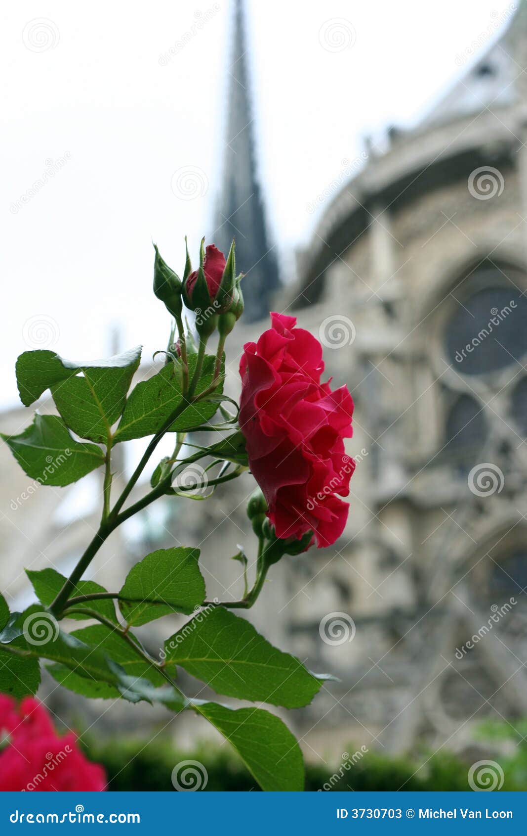 Rose of notre dame stock image. Image of flower, architecture - 3730703