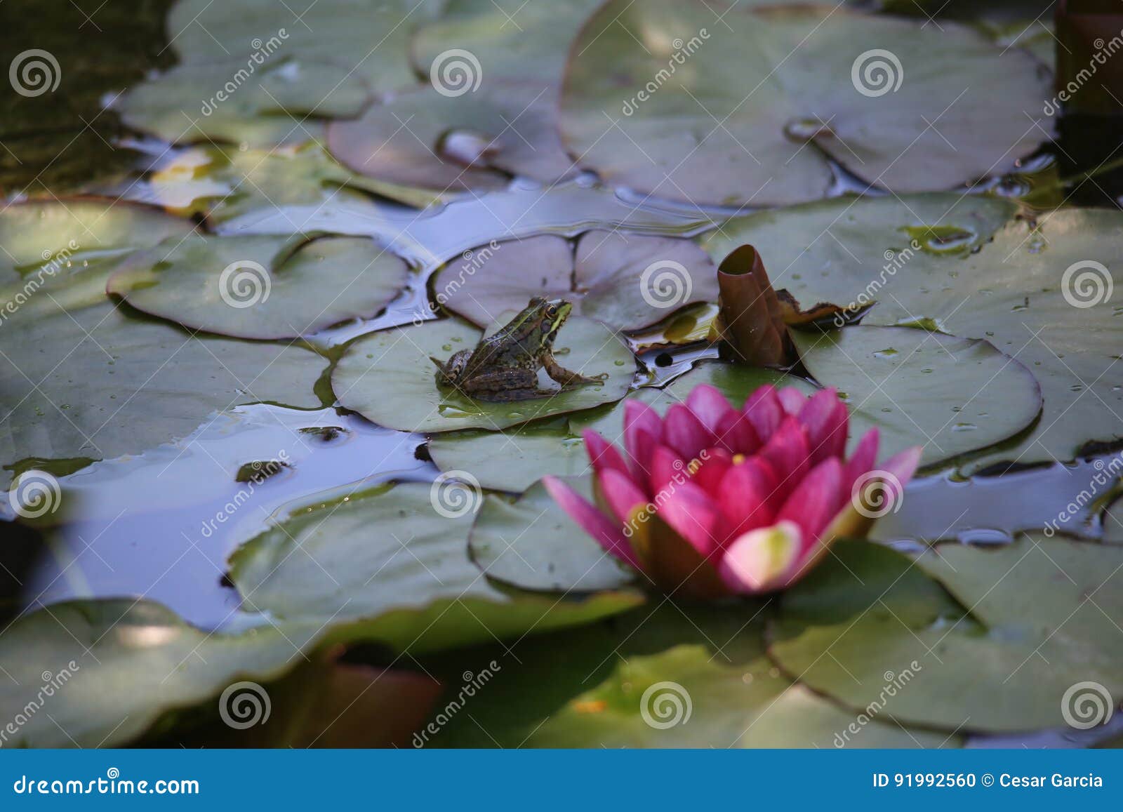 Rose Nymphaea Plant Species Stock Photo - Image of nymphaea, fauna ...