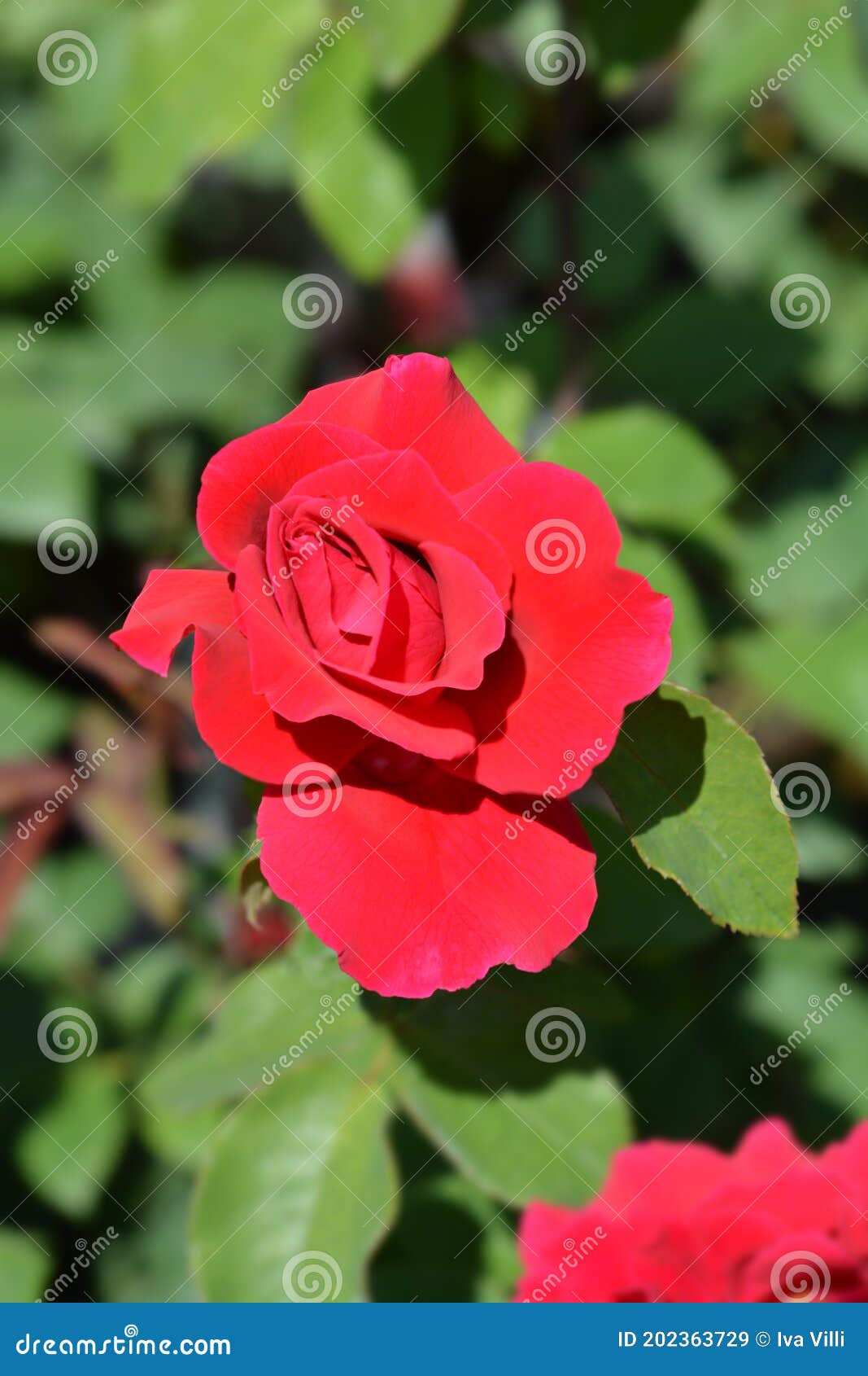 Rose Oklahoma stock image. Image of close, leaf, rose - 202363729