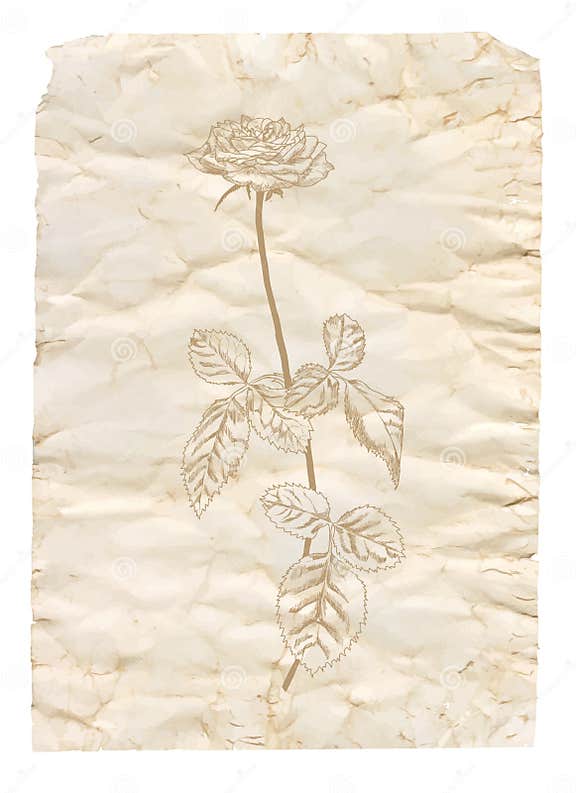 Rose on old paper stock vector. Illustration of ancient - 30358188