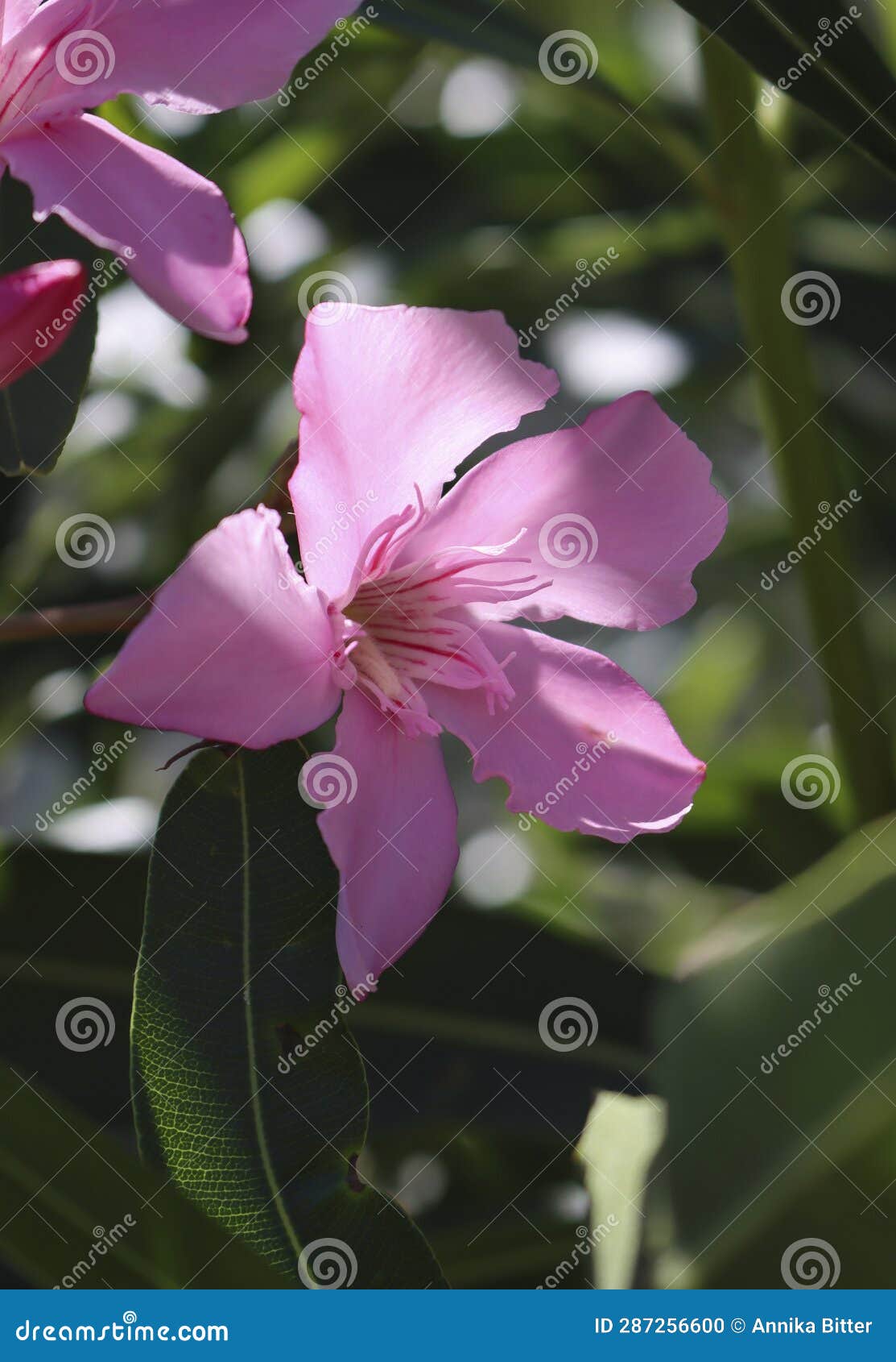 Rose oleander in Swiss stock photo. Image of nature - 287256600