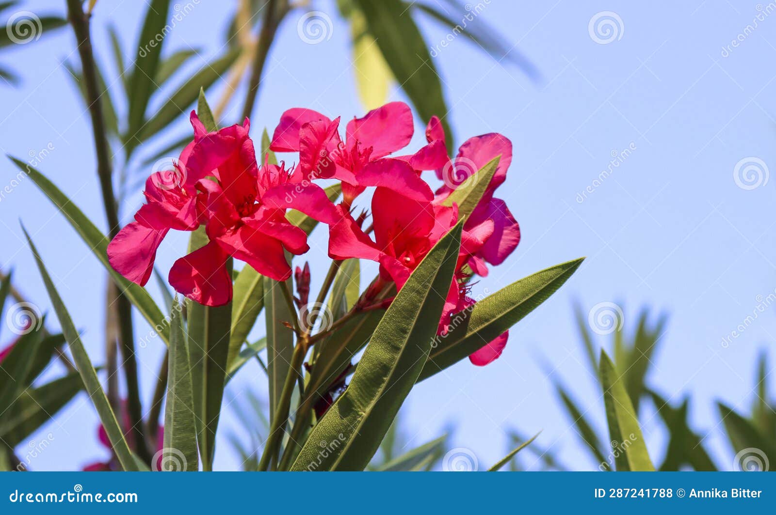 Rose Oleander in Switzerland Stock Photo - Image of blooming, oleander ...