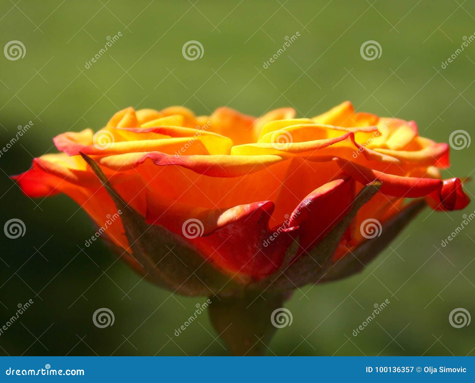 Rose stock image. Image of nature, color, flower, plant - 100136357