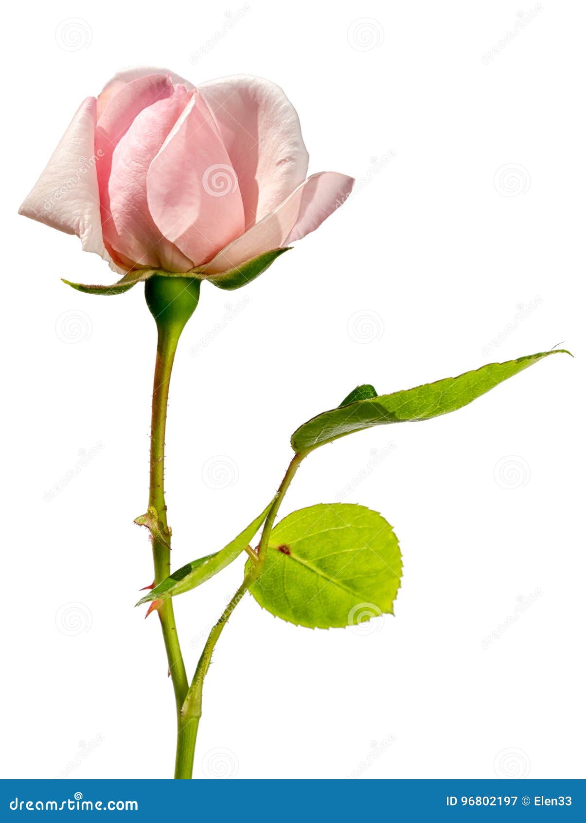 1,899 Half Rose Flower Stock Photos - Free & Royalty-Free Stock Photos ...