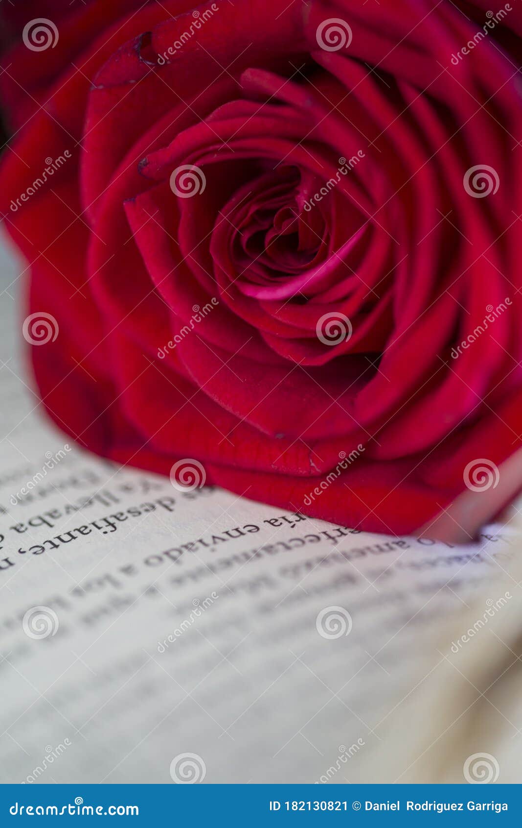 Rose on an open book stock image. Image of congratulate - 182130821