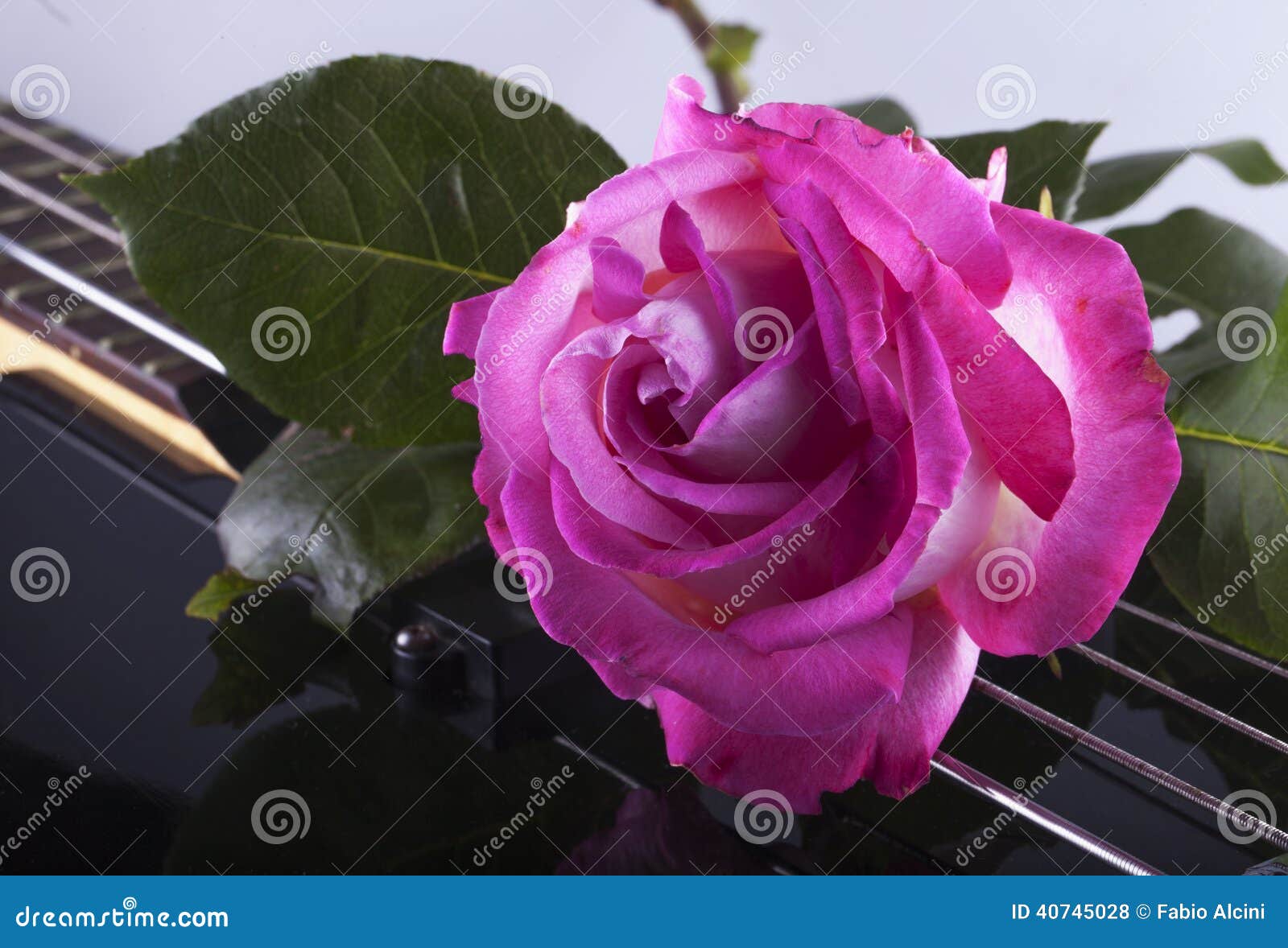 Rose over bass stock photo. Image of blues, romantic - 40745028
