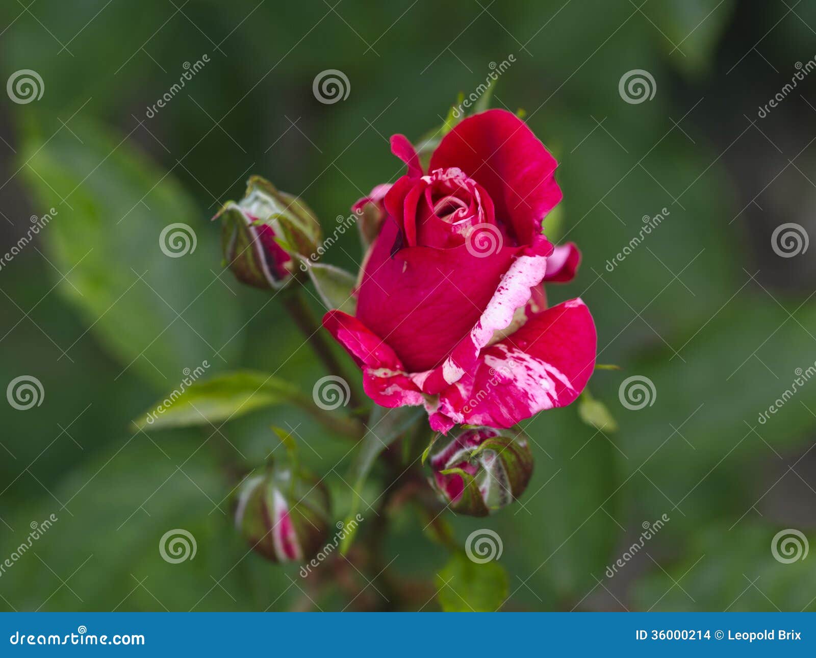 Rose Papageno #2 stock photo. Image of drops, flavor - 36000214