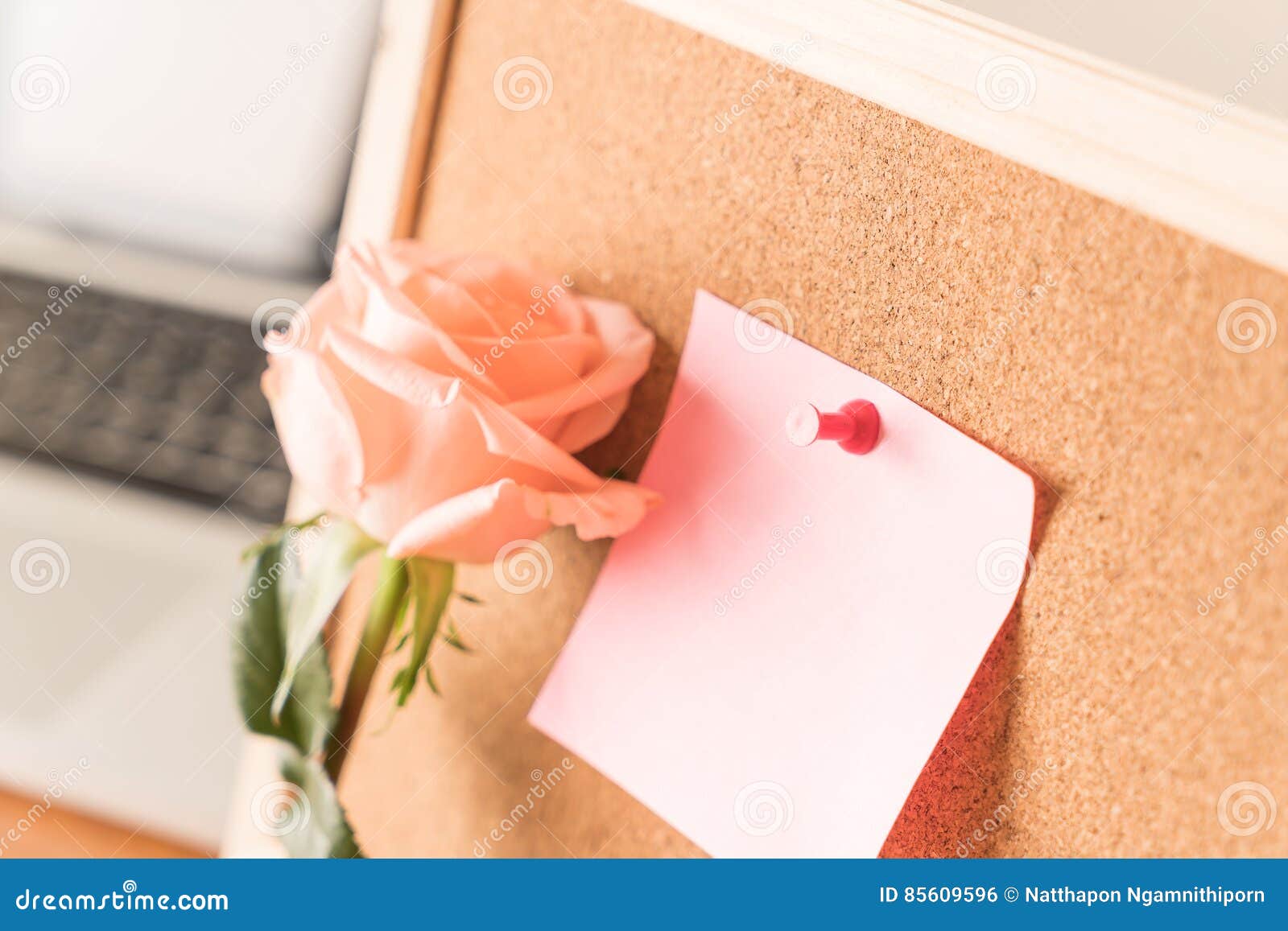 Rose with paper note stock photo. Image of garden, rose - 85609596