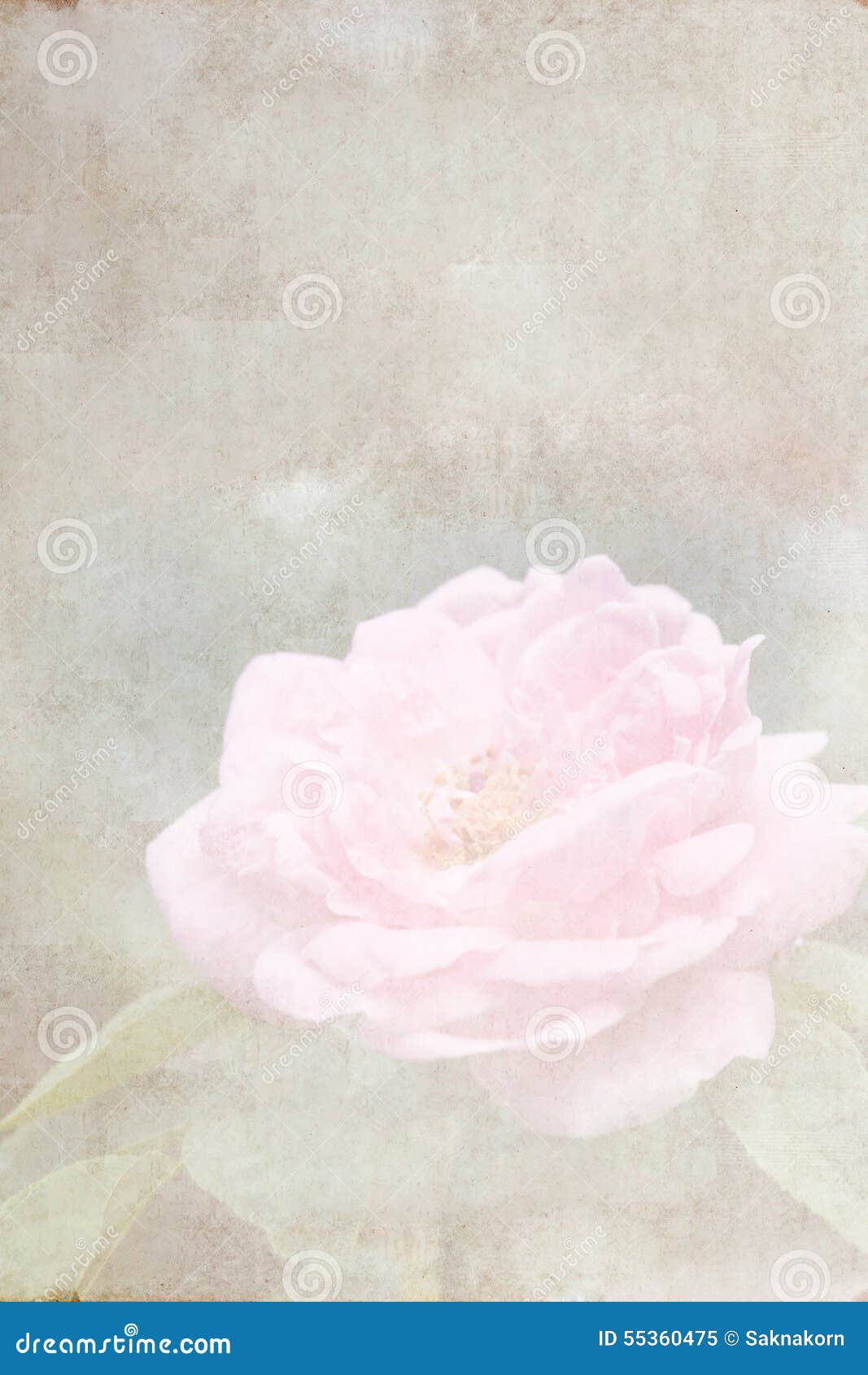 Rose On Paper Texture Royalty-Free Stock Photography | CartoonDealer ...