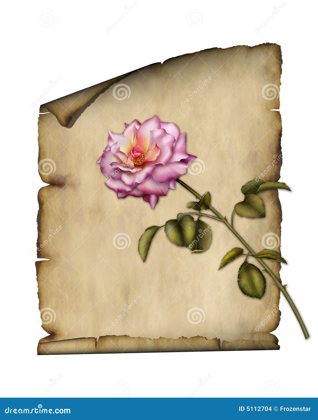 Rose on Parchment stock photo. Image of floral, romance - 5112704