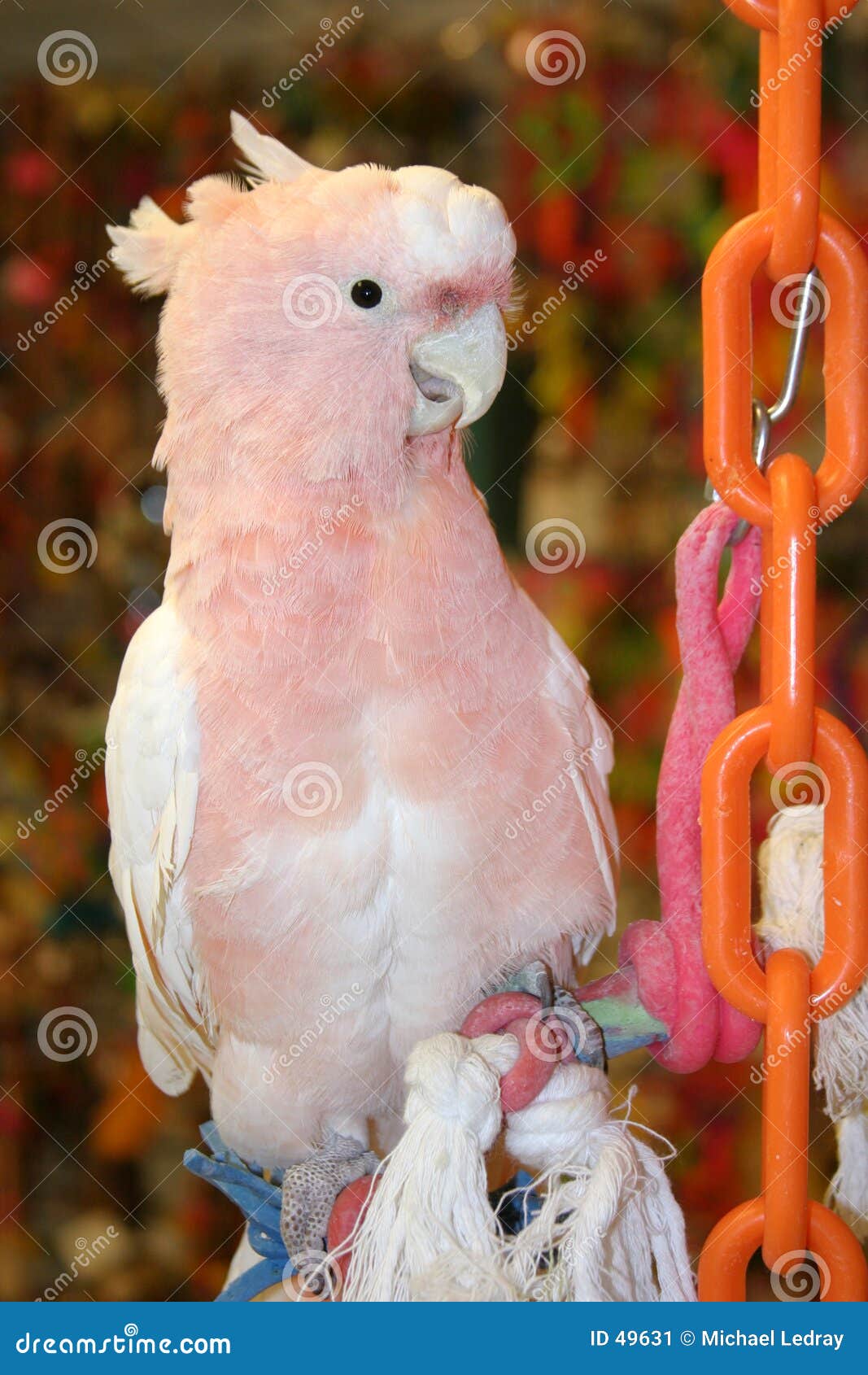 Rose parot 1 stock image. Image of beak, perch, sale, adopt - 49631