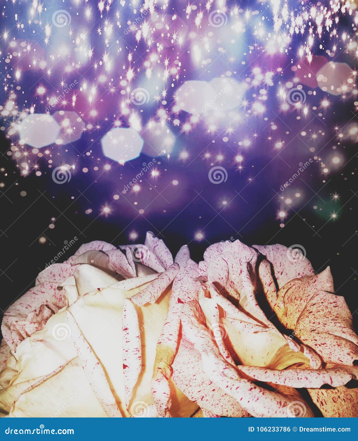 Rose party stock photo. Image of party, shine, rose - 106233786