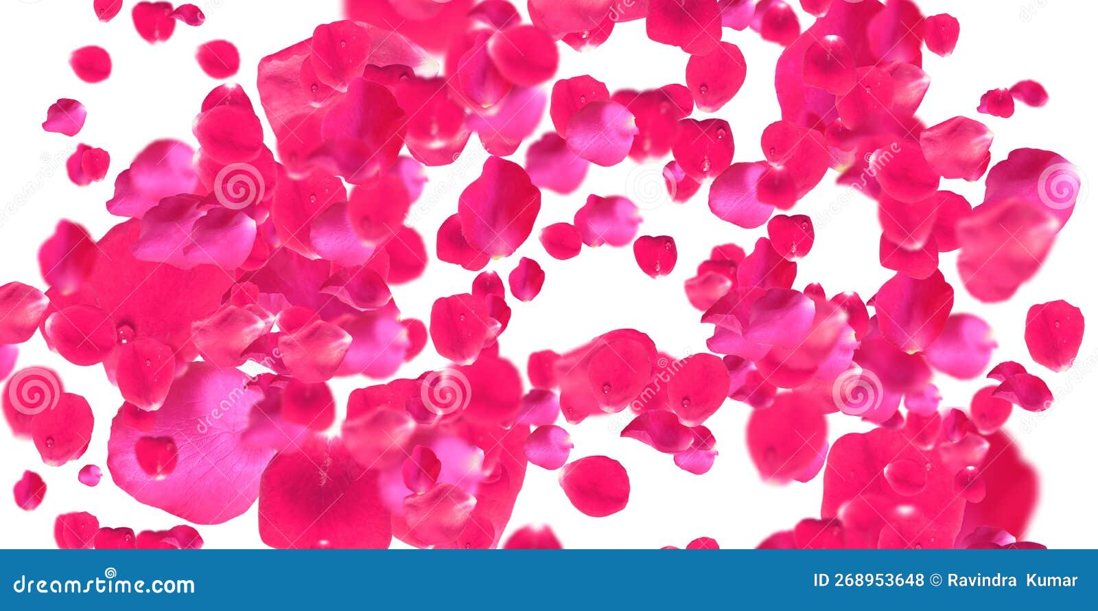 Rose Patels Stock Image White Background Stock Photo - Image of nature ...