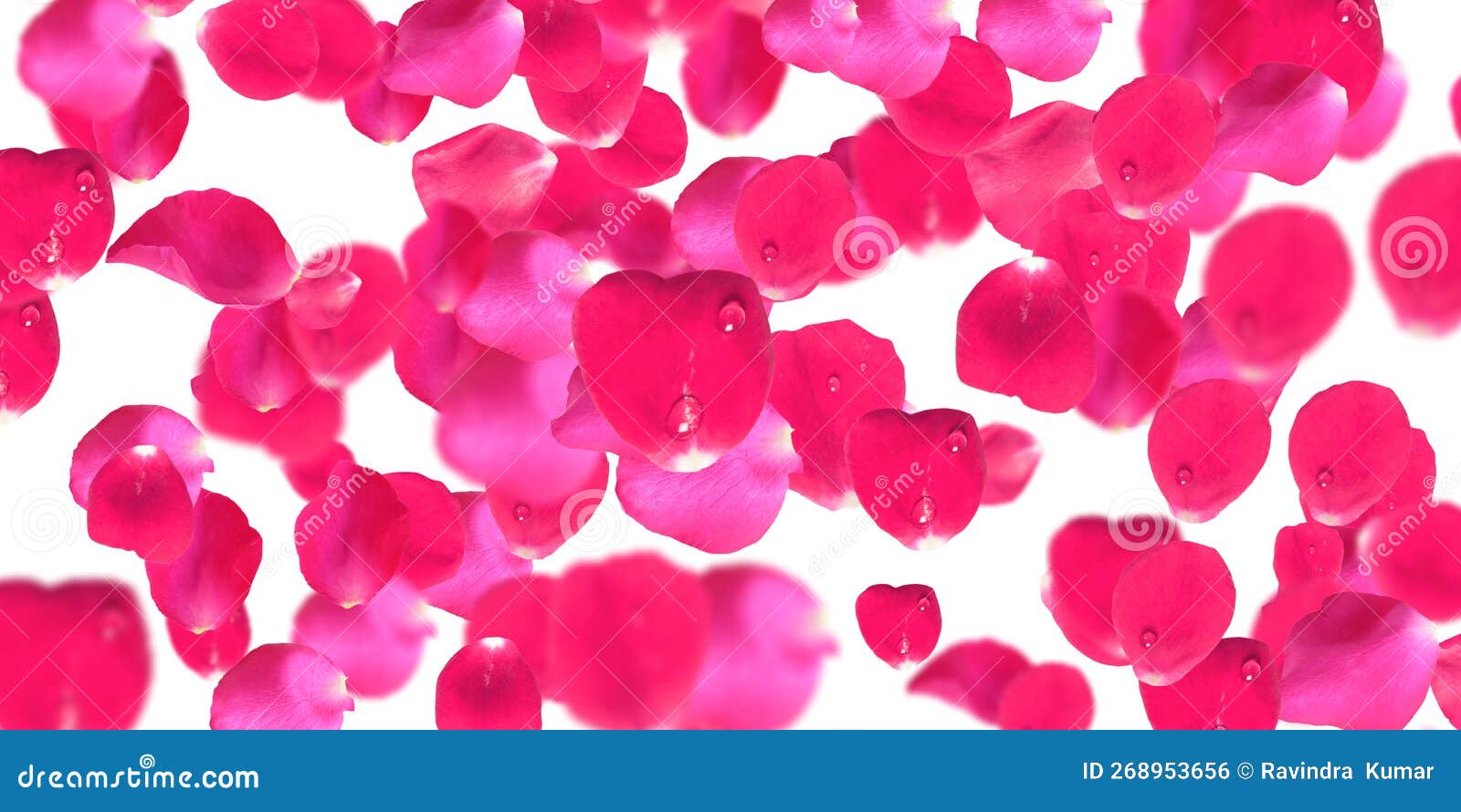 Rose Patels Stock Image White Background Stock Photo - Image of pattern ...