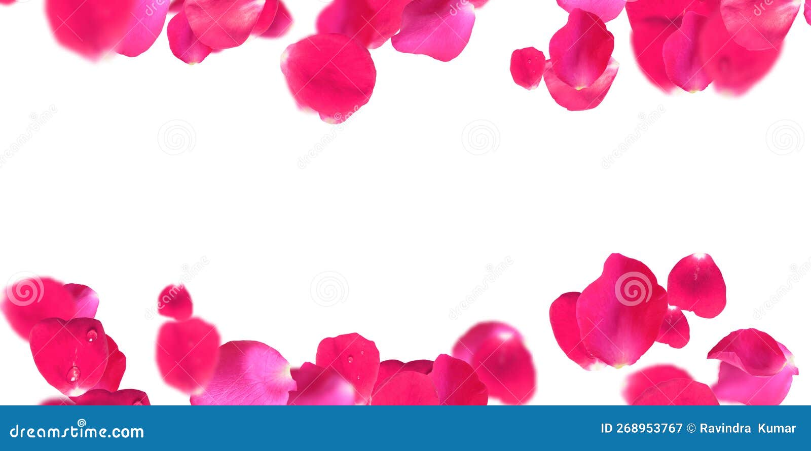 Rose Patels Stock Image White Background Stock Image - Image of ...