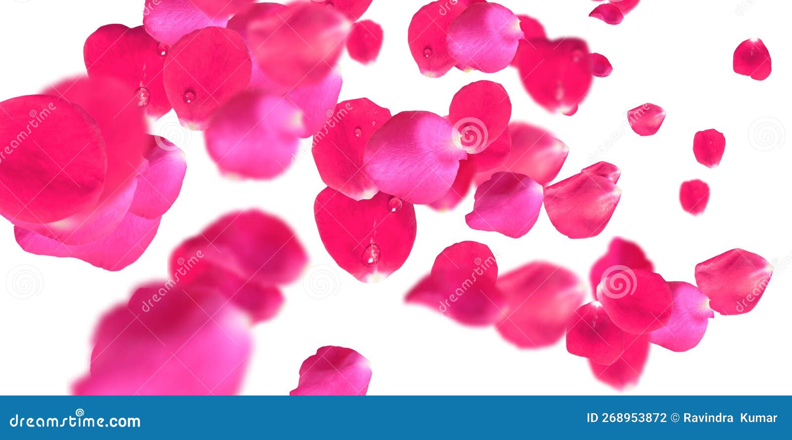 Rose Patels Stock Image White Background Stock Photo - Image of beauty ...