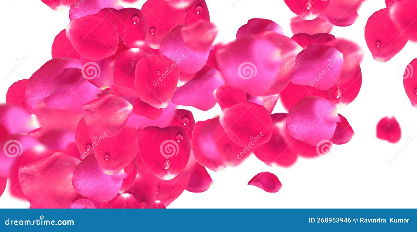 Rose Patels Stock Image White Background Stock Photo - Image of pattern ...