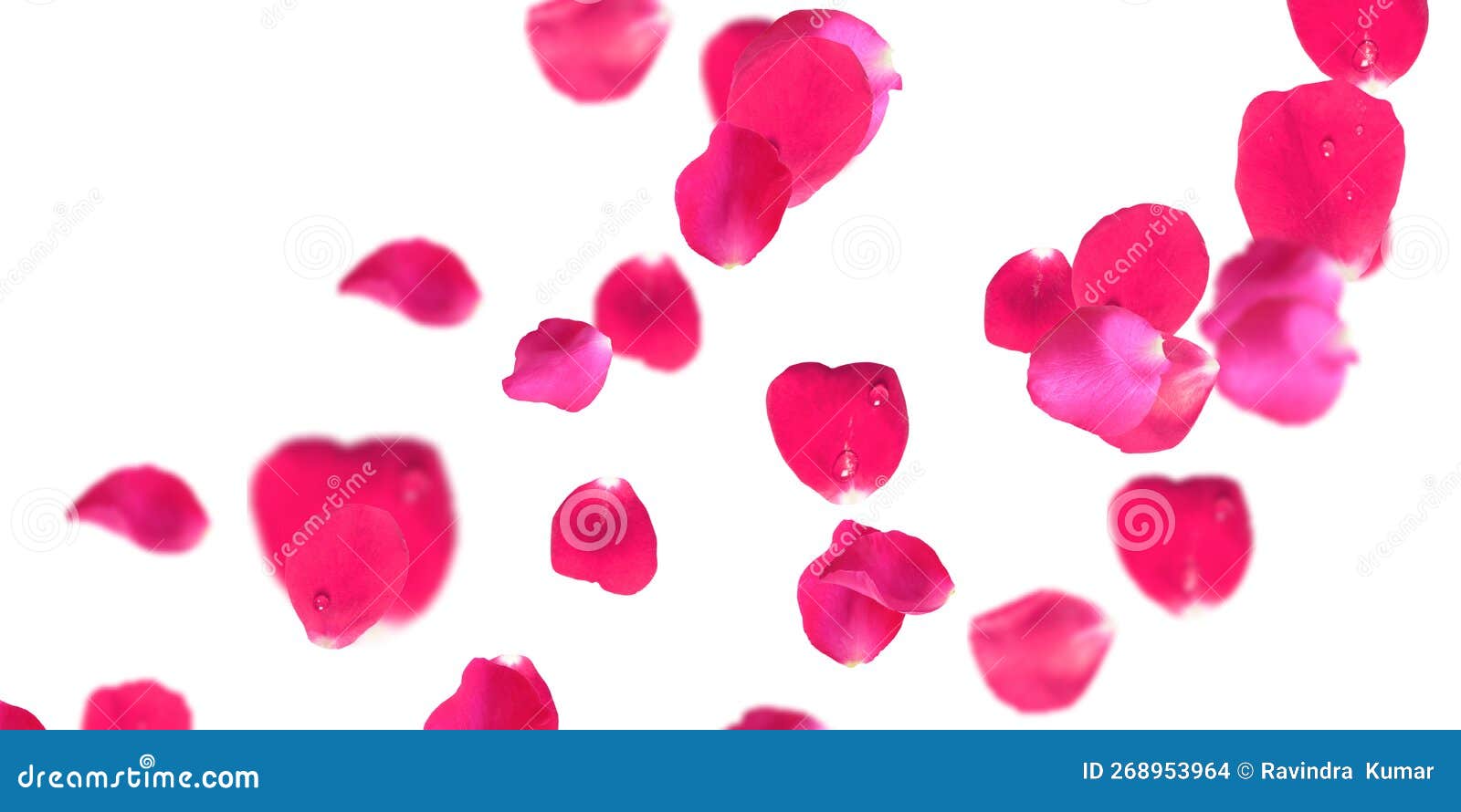 Rose Patels Stock Image White Background Stock Photo - Image of love ...