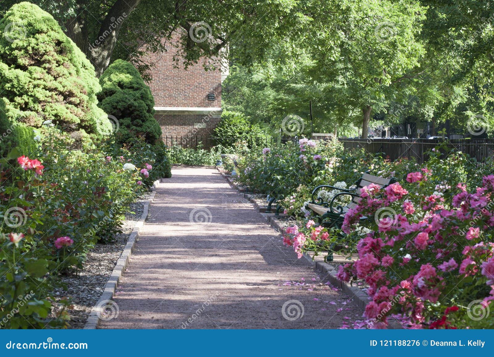 Rose Path Em Merrick Rose Garden Foto de Stock - Imagem de alaranjado ...
