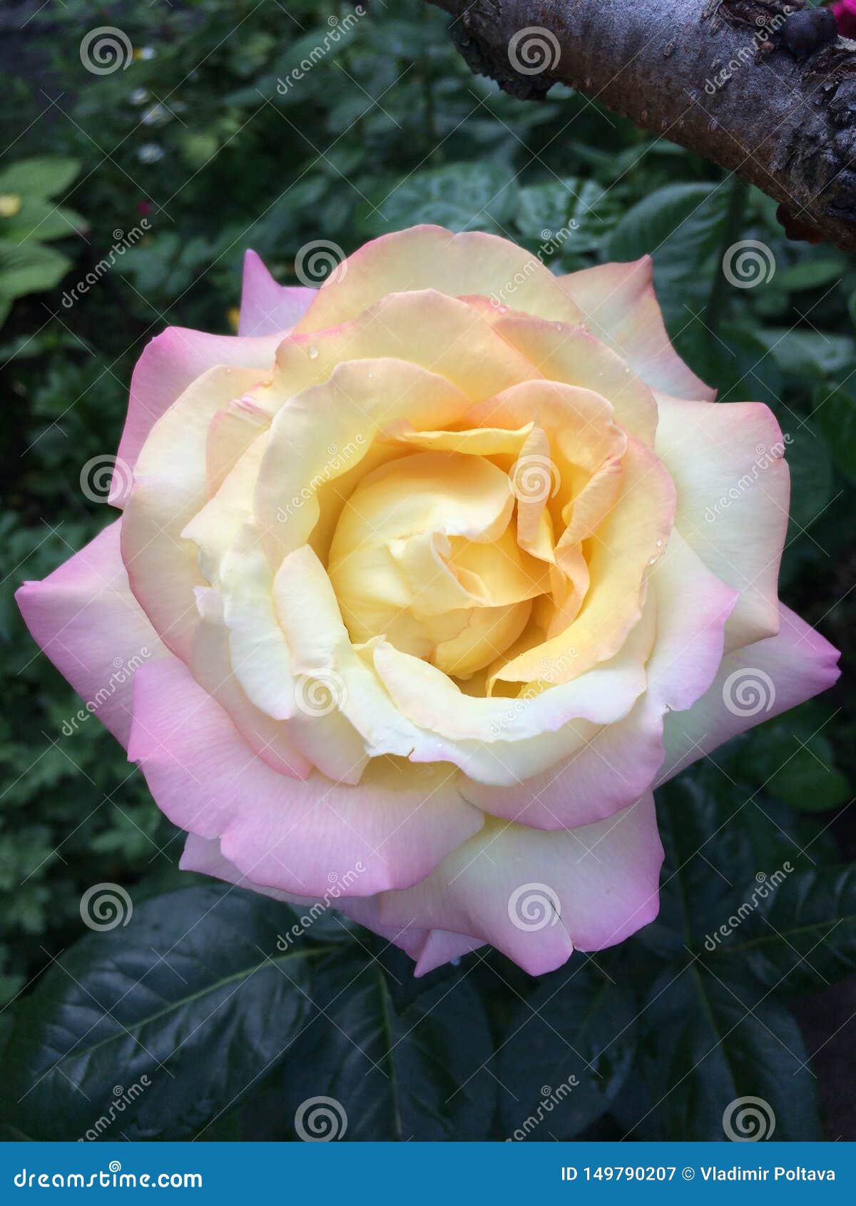 Rose Paul Ricard stock image. Image of spring, gardening - 149790207