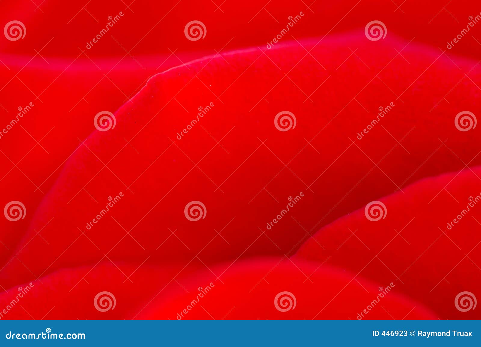 Rose pedal background stock image. Image of texture, valentines - 446923