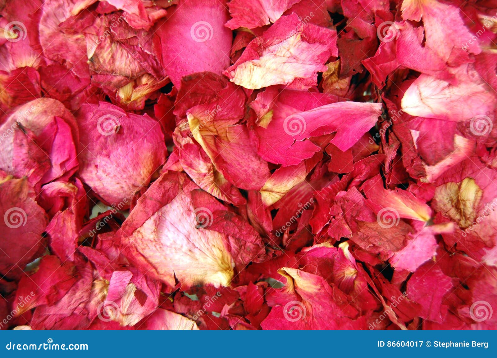 Rose Pedal Background stock image. Image of circle, card - 86604017
