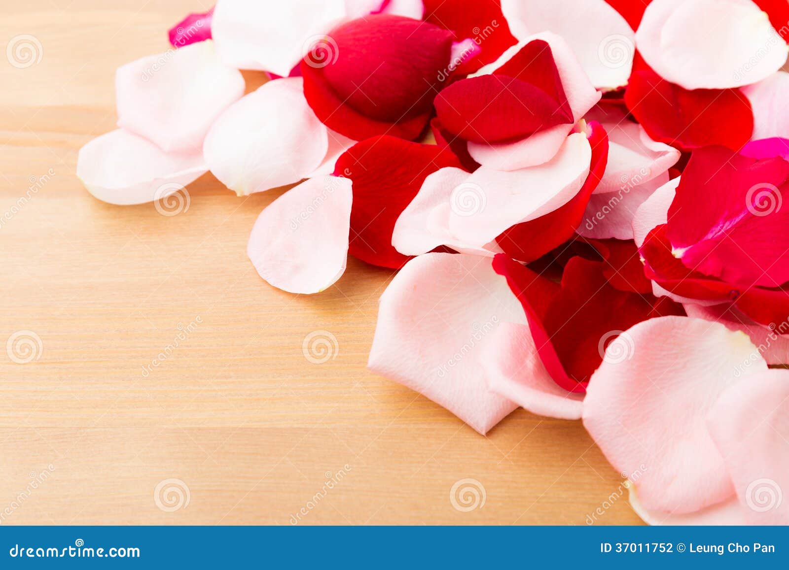 Rose pedal stock photo. Image of pink, valentines, love - 37011752