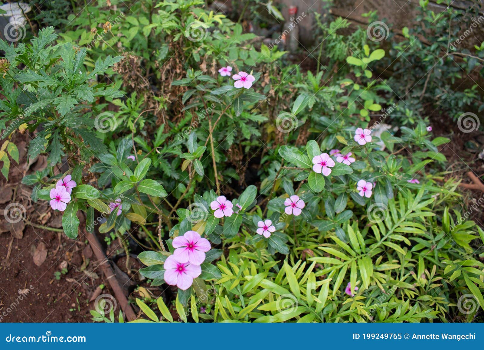 Rose Periwinkle Flowers and Plants Stock Image - Image of garden ...