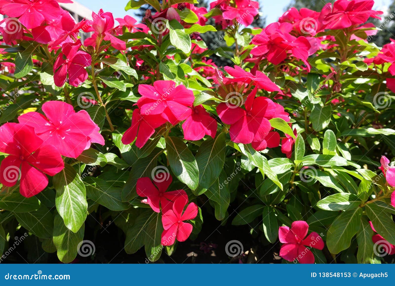Rose Periwinkle with Red Flowers Stock Image - Image of garden, botany ...
